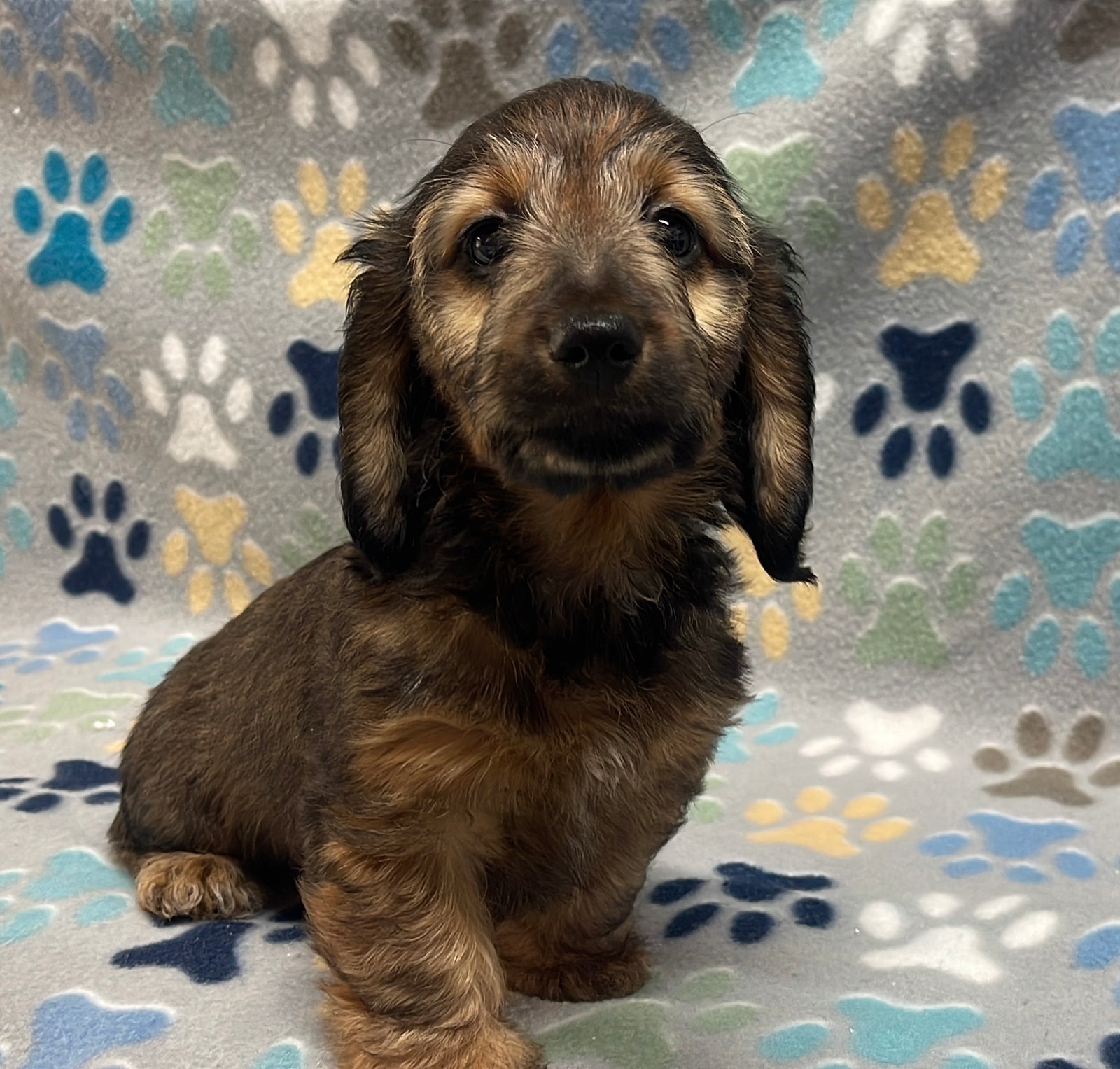 Gallery – darlin dachshunds