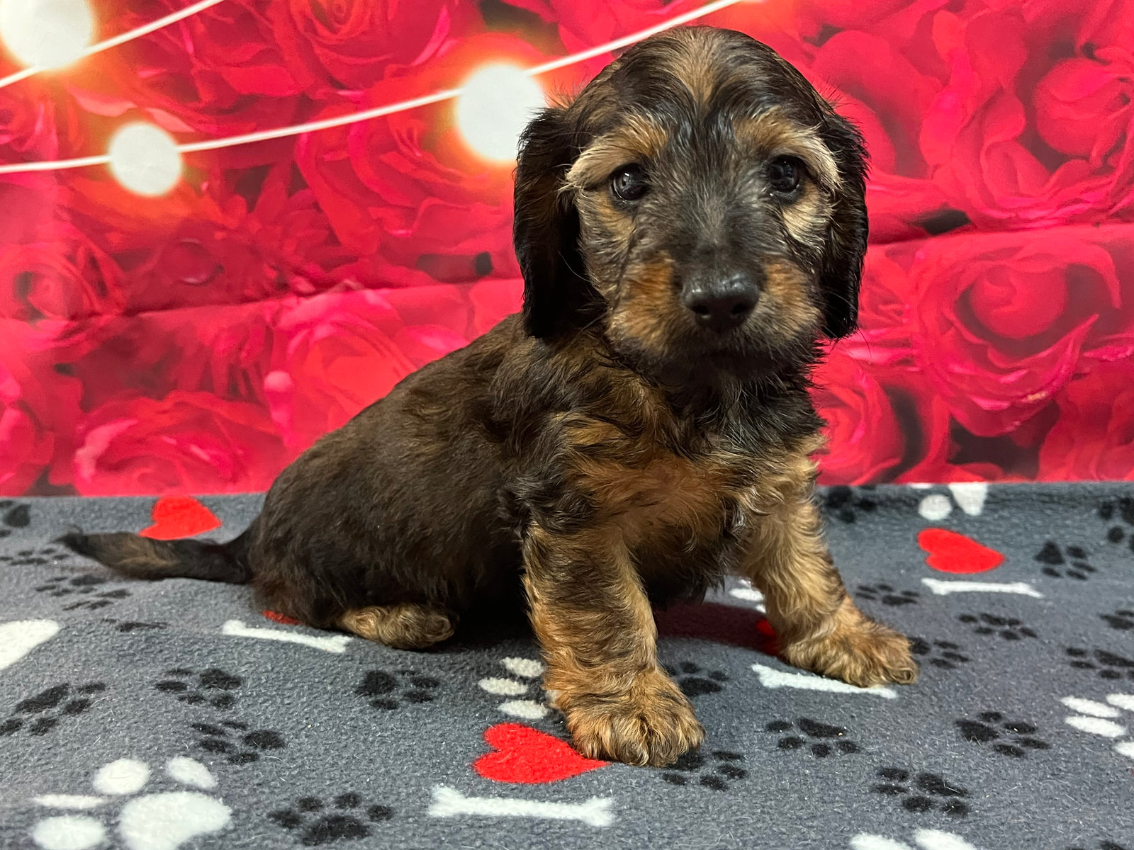 Gallery – darlin dachshunds