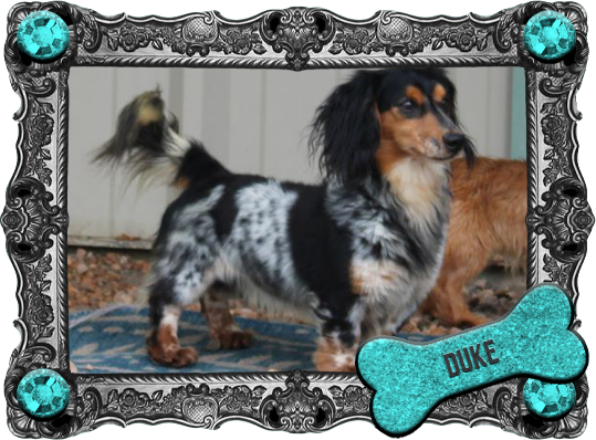 Duke – darlin dachshunds