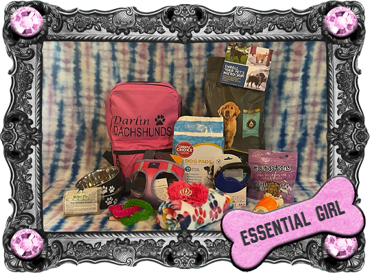 Puppy Packages – darlin dachshunds