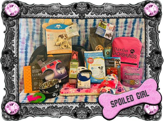 Essential Puppy Package for Males and Female pups – darlin dachshunds