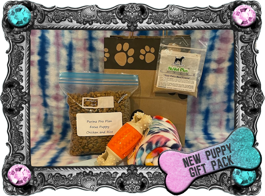 Puppy Packages – darlin dachshunds